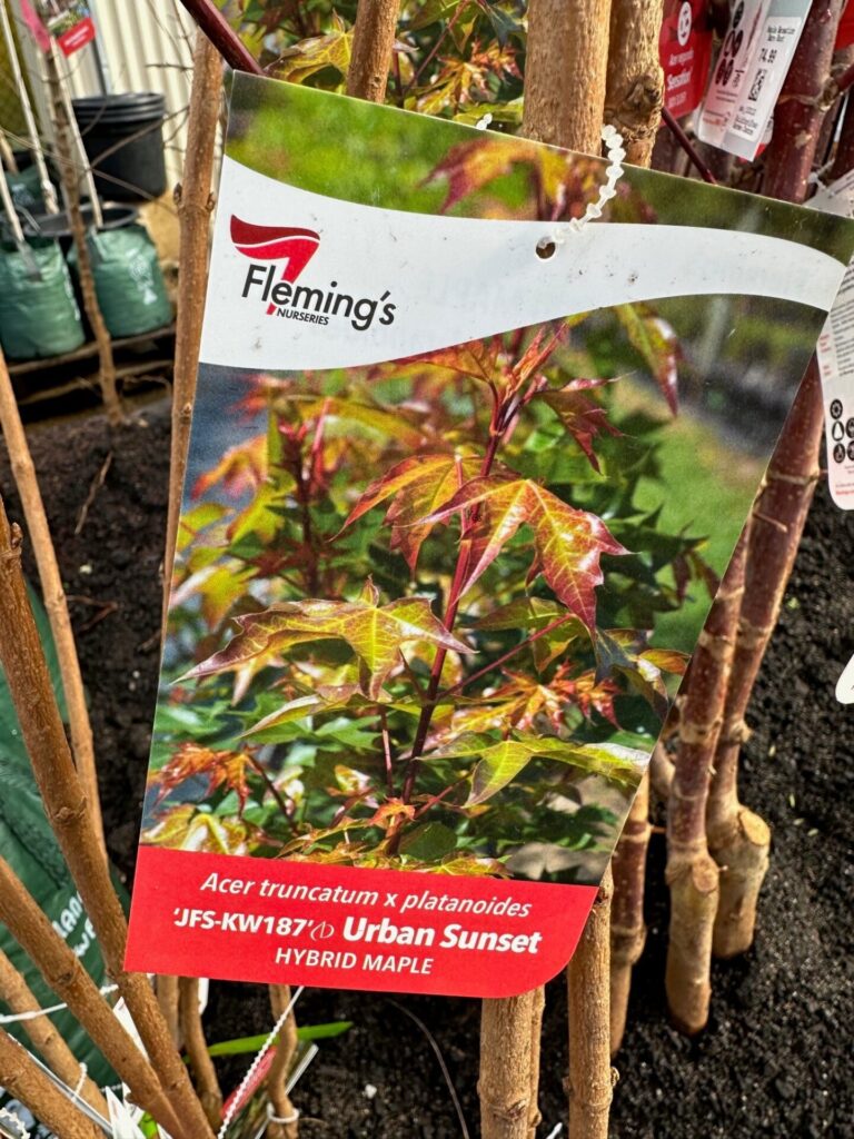 Maple - Urban Sunset - Guildford Garden Centre