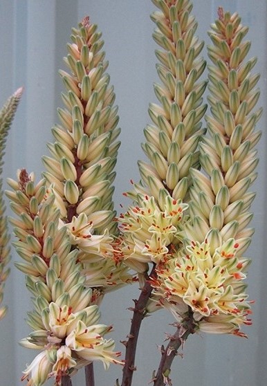 Aloe - Sparkler - Guildford Garden Centre