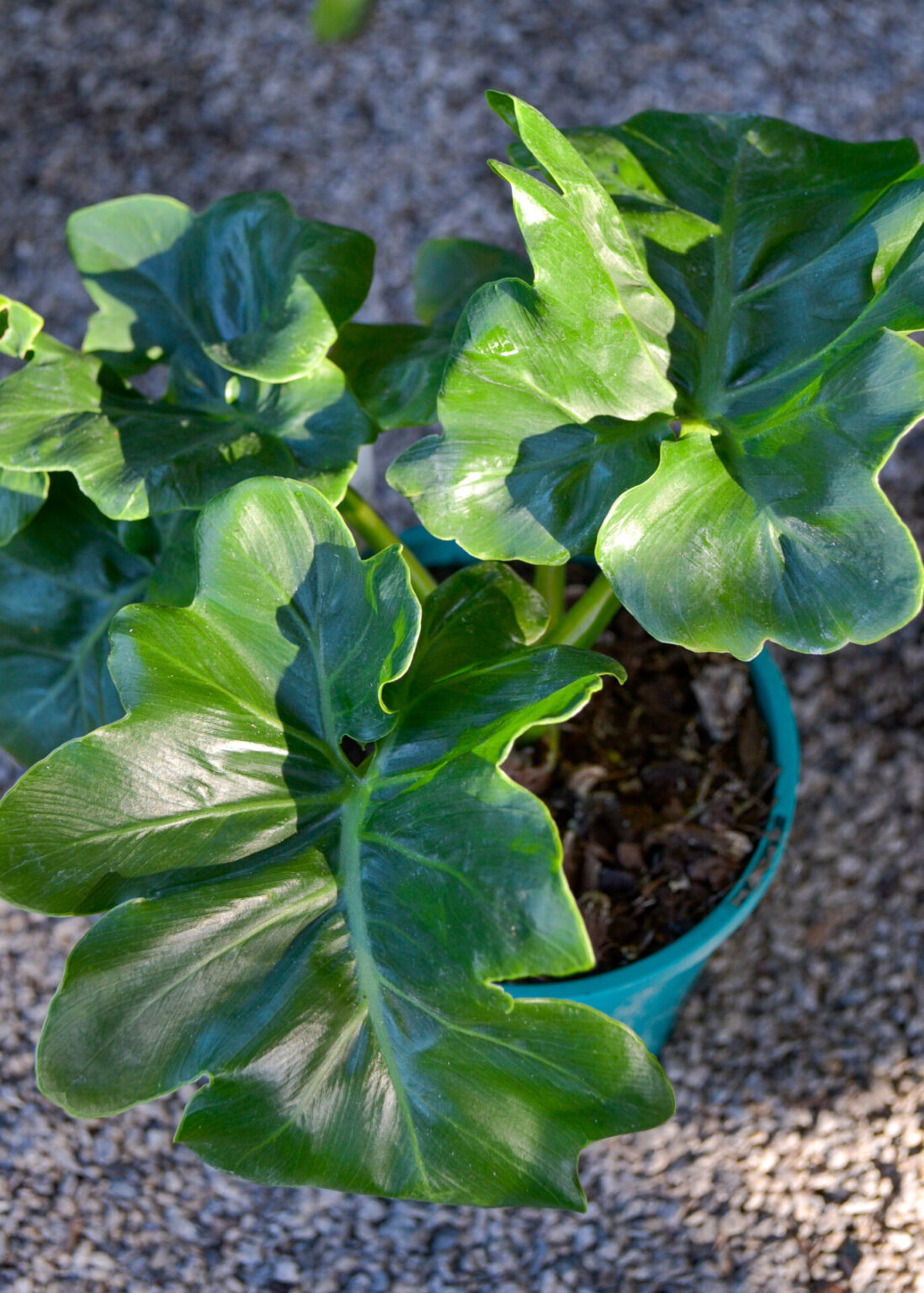 Philodendron - Super Atom - Guildford Garden Centre