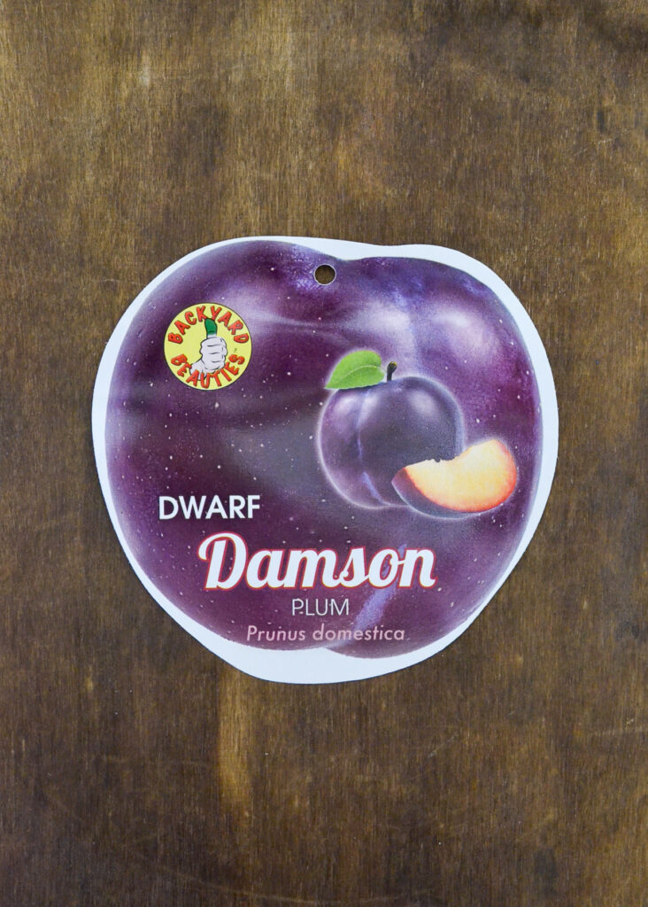 Plum - Damson Dwarf - Guildford Garden Centre