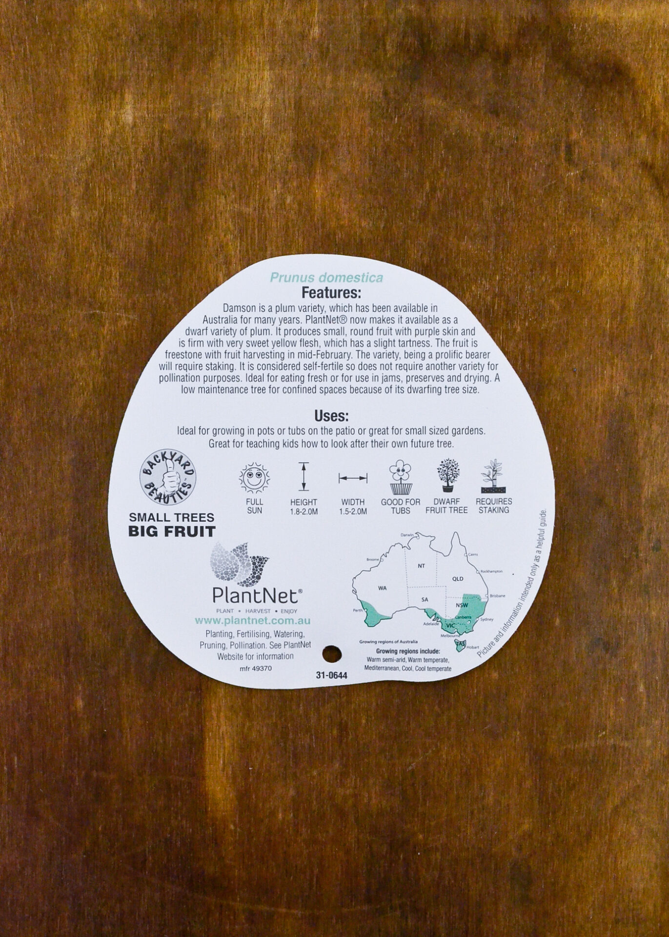 Plum - Damson Dwarf - Guildford Garden Centre