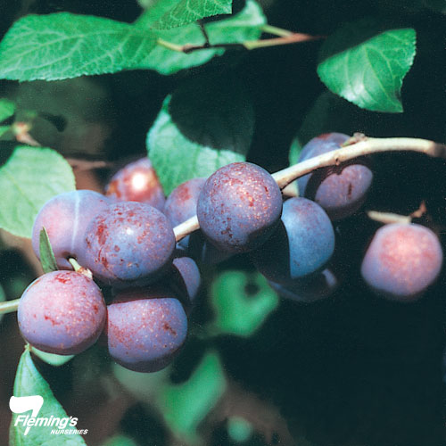 Plum - Damson Dwarf - Guildford Garden Centre
