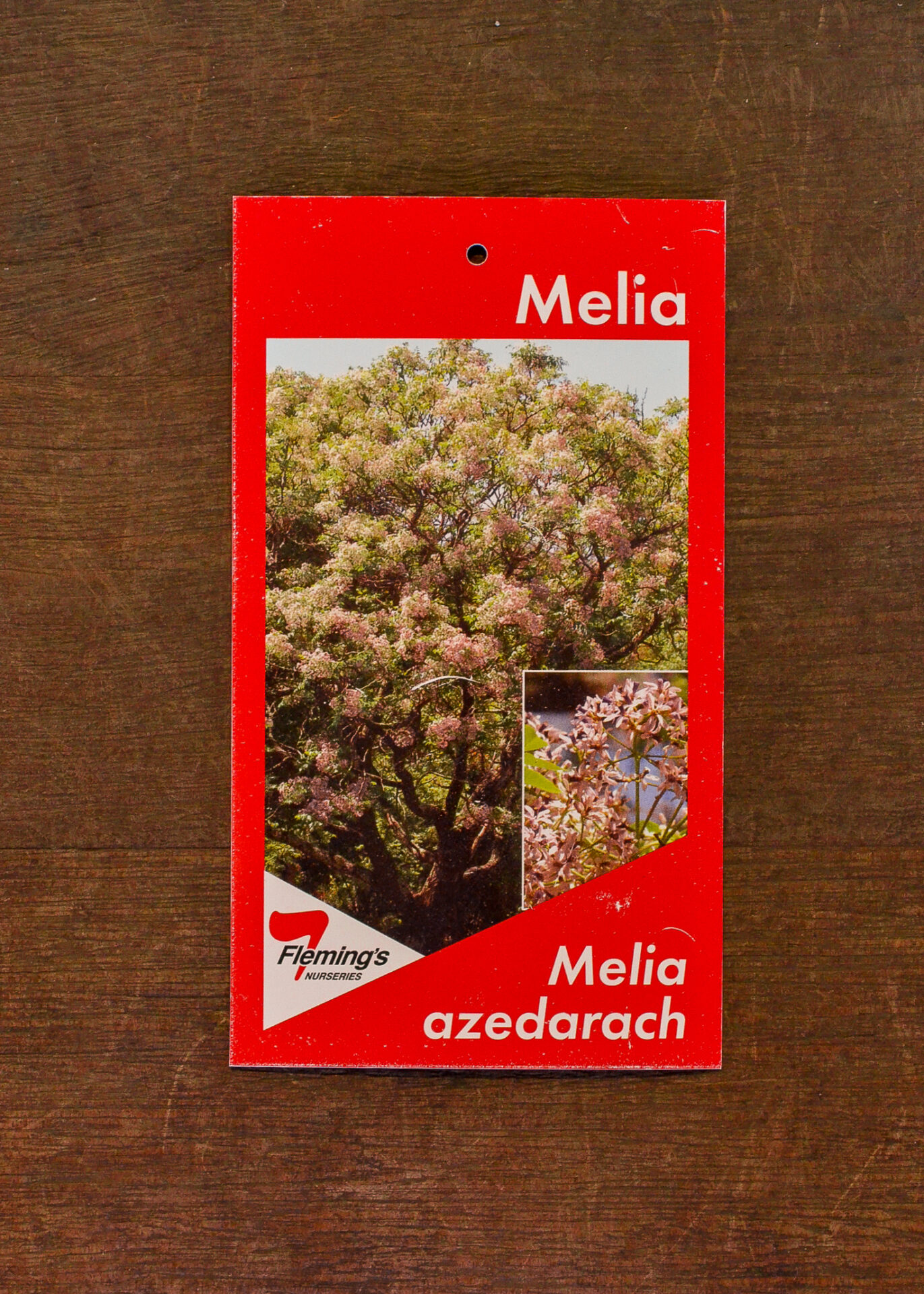 Melia - Cape Lilac (White Cedar) - Guildford Garden Centre