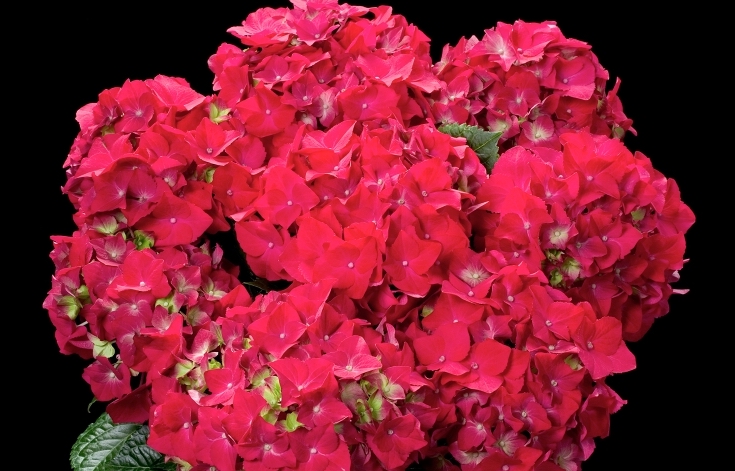 Hydrangea - Tea Time - Guildford Garden Centre