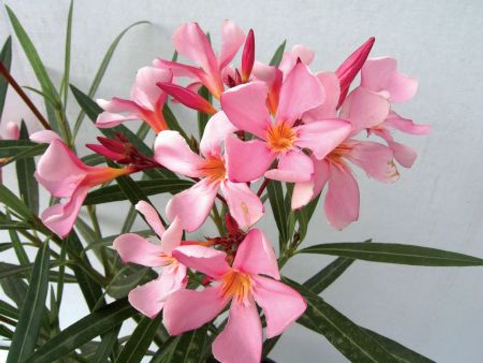 Oleander - Mediterranean Rose - Isabella - Guildford Garden Centre
