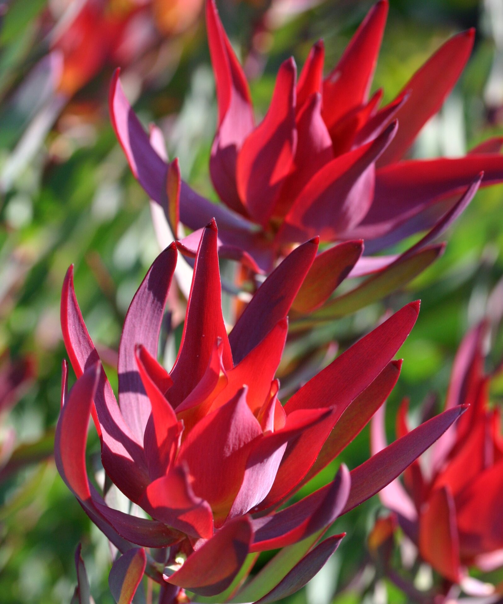 Leucadendron - Red Devil - Guildford Garden Centre
