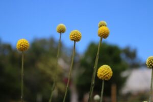 Pycnosorus - Billy Buttons - Guildford Garden Centre