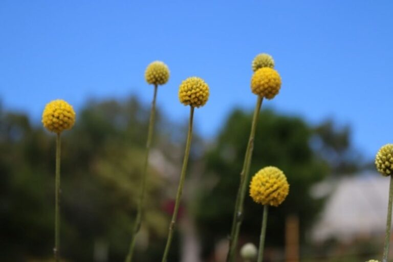 Pycnosorus - Billy Buttons - Guildford Garden Centre