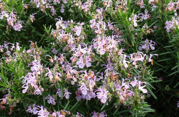 Rosemary - Majorca Pink - Guildford Garden Centre
