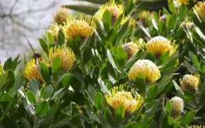 Leucospermum cordifolium - Yellow - Guildford Garden Centre