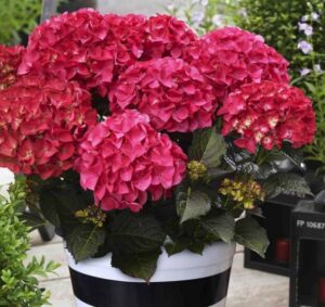 Hydrangea - Tuxedo - Assorted - Guildford Garden Centre