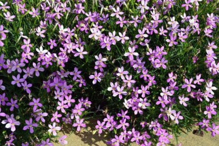Isotoma - Pop N Fizz Dark Pink - Guildford Garden Centre