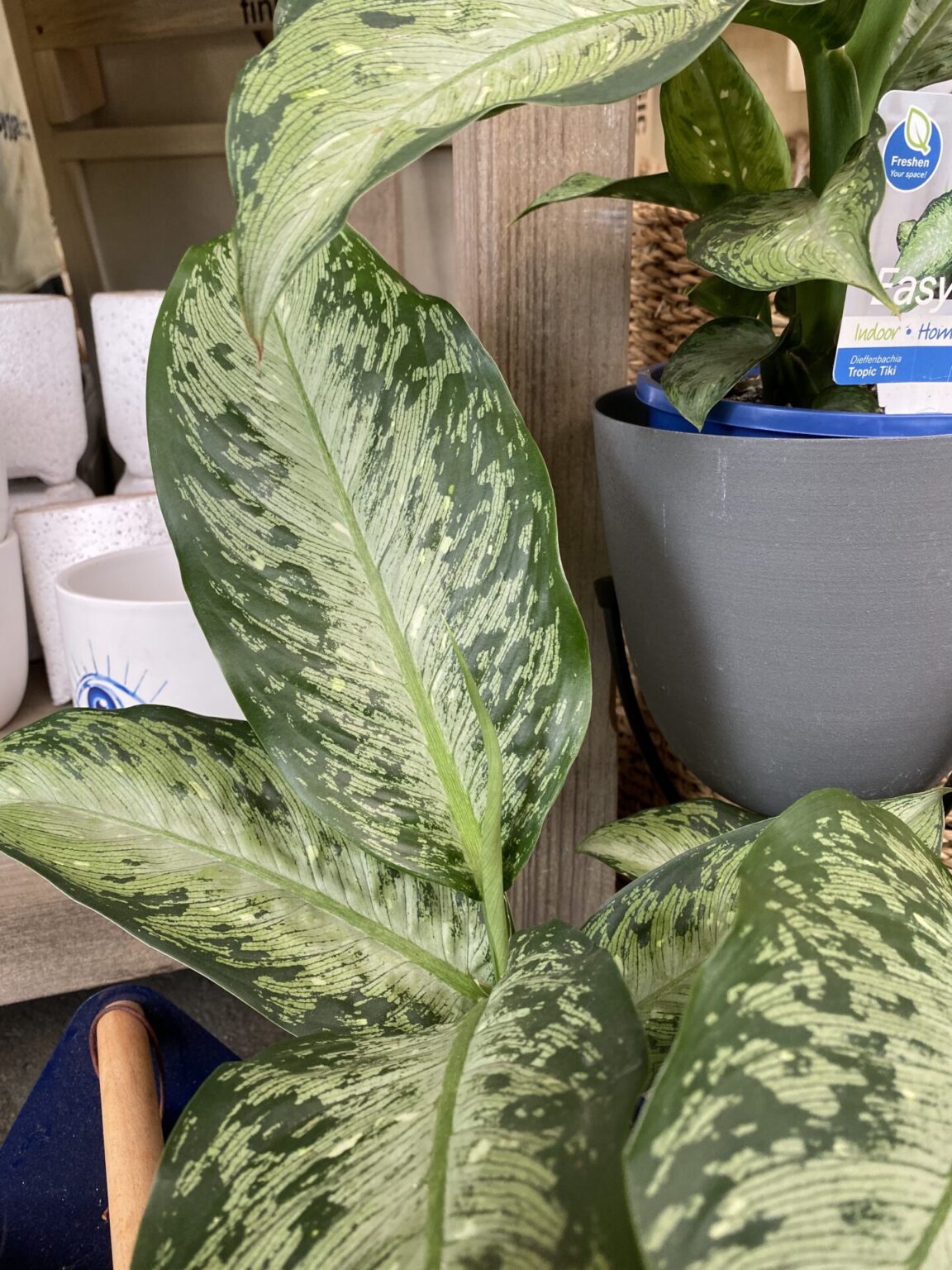 Dieffenbachia - Tropical Tiki - Guildford Garden Centre