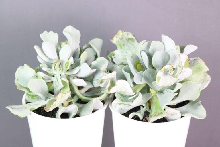 Cotyledon - Blue Waves - Guildford Garden Centre