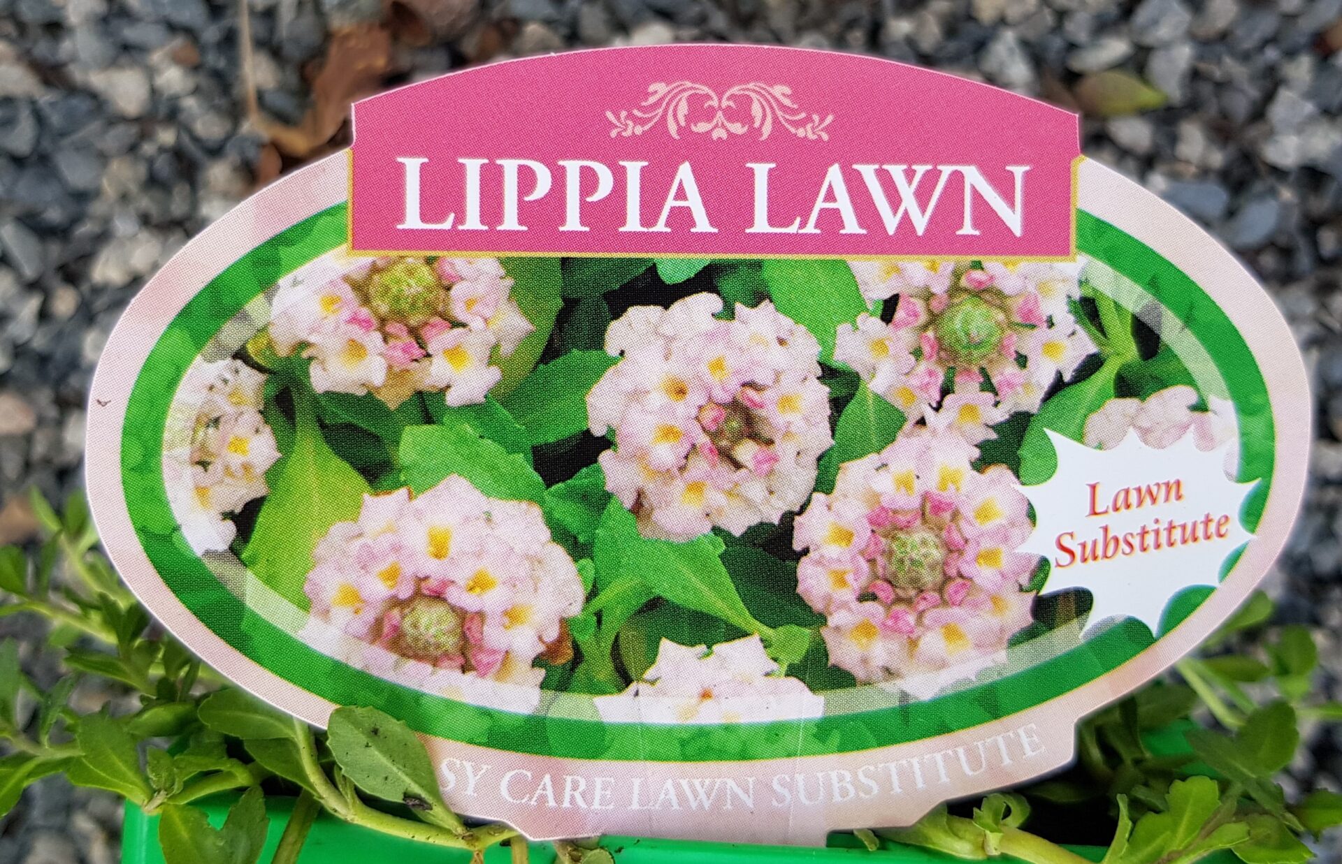 Lippia Lawn - Pink - Guildford Garden Centre