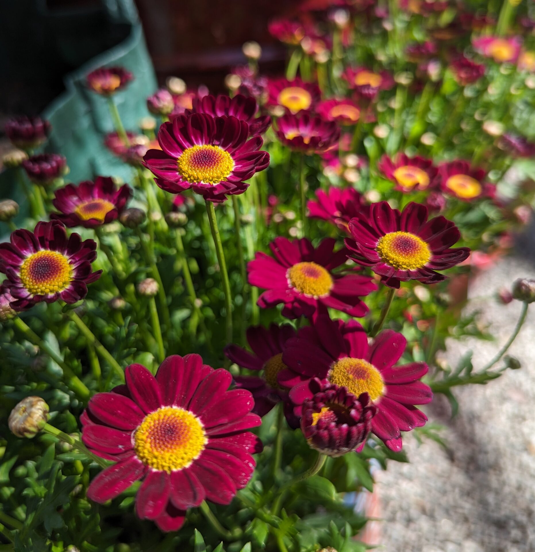 Argyranthemum - Red Baron - Guildford Garden Centre