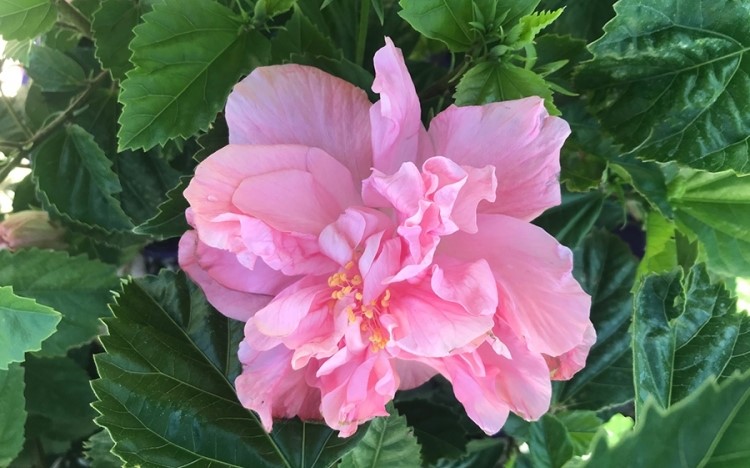 Hibiscus - Enid Lewis - Guildford Garden Centre