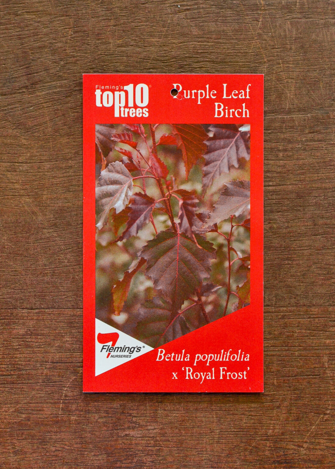 Birch - Purple Leafed - Royal Frost - Guildford Garden Centre