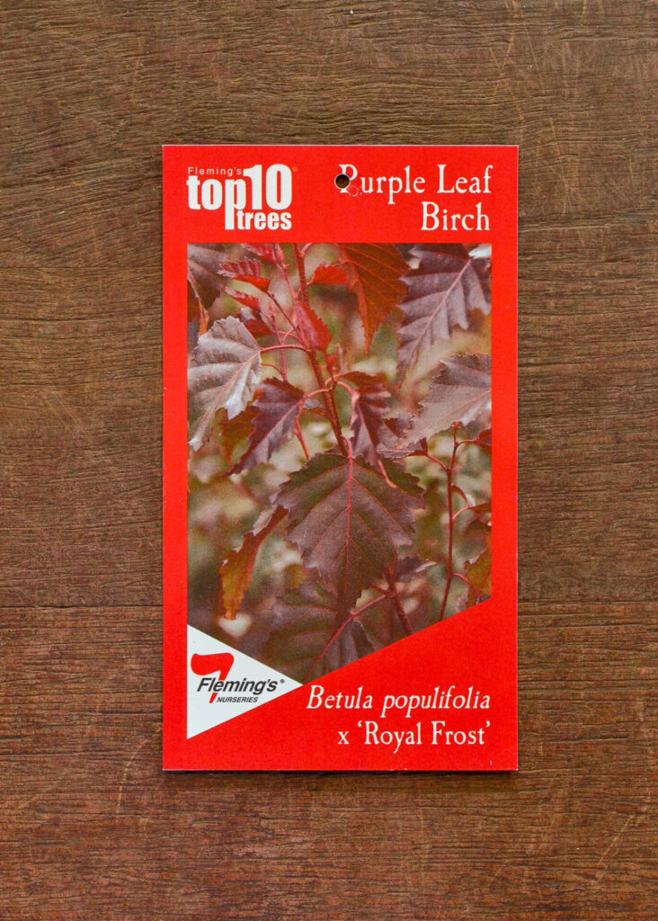 Birch - Purple Leafed - Royal Frost - Guildford Garden Centre