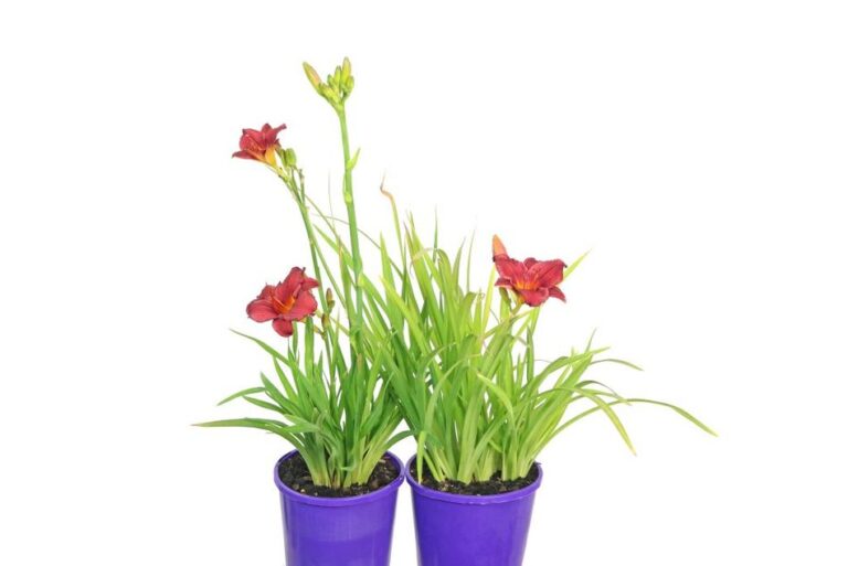 Daylily - Cranberry Baby - Guildford Garden Centre