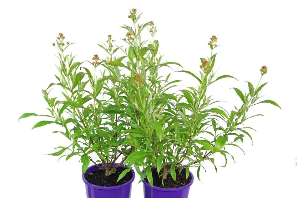 Rondeletia - Sweet Caprice - Guildford Garden Centre