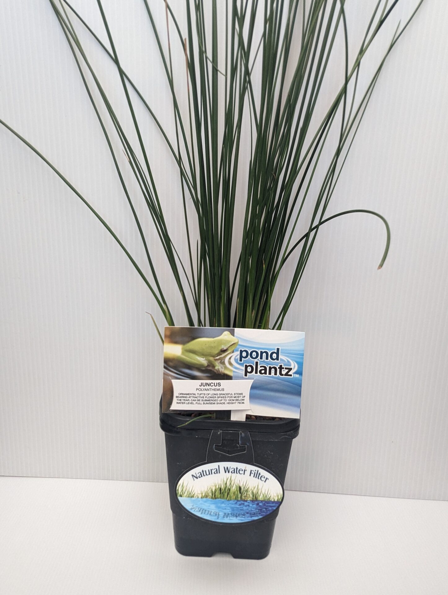 Juncus polyanthemus - Guildford Garden Centre