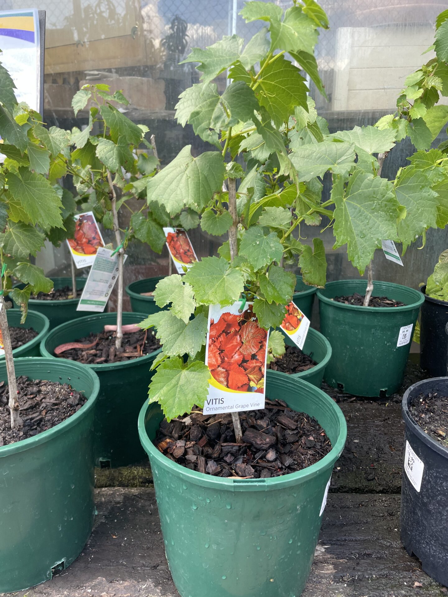 Ornamental Grape Vine - Guildford Garden Centre