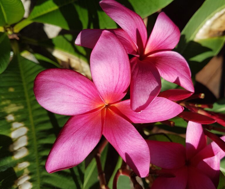 Frangipani - Raspberry Royale - Guildford Garden Centre