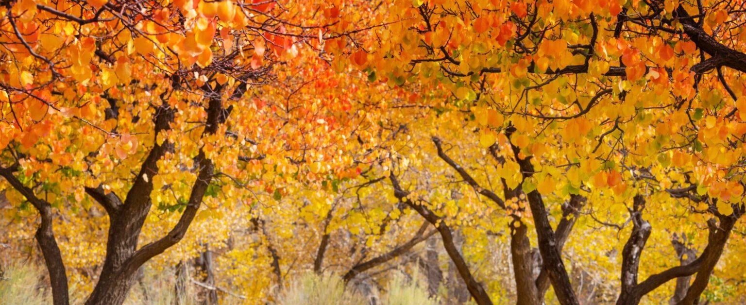 Home - Guildford Garden Centre