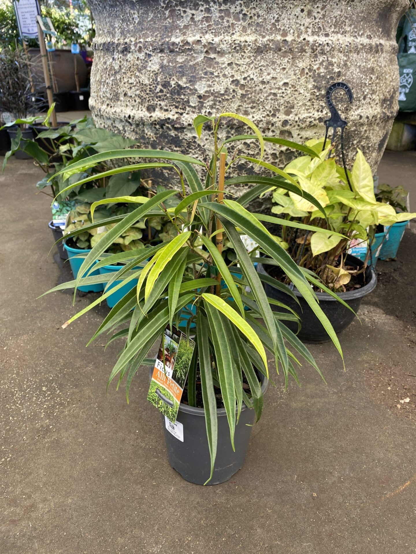 Ficus longifolia - Alii Petite - Guildford Garden Centre