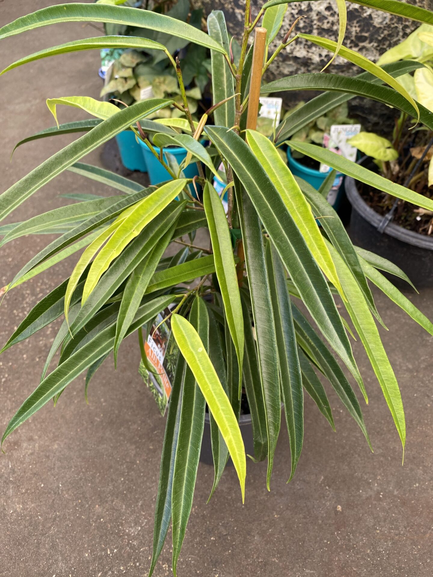 Ficus longifolia - Alii Petite - Guildford Garden Centre