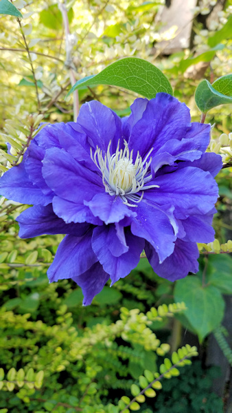 Clematis x - Beauty of Worcester - Guildford Garden Centre
