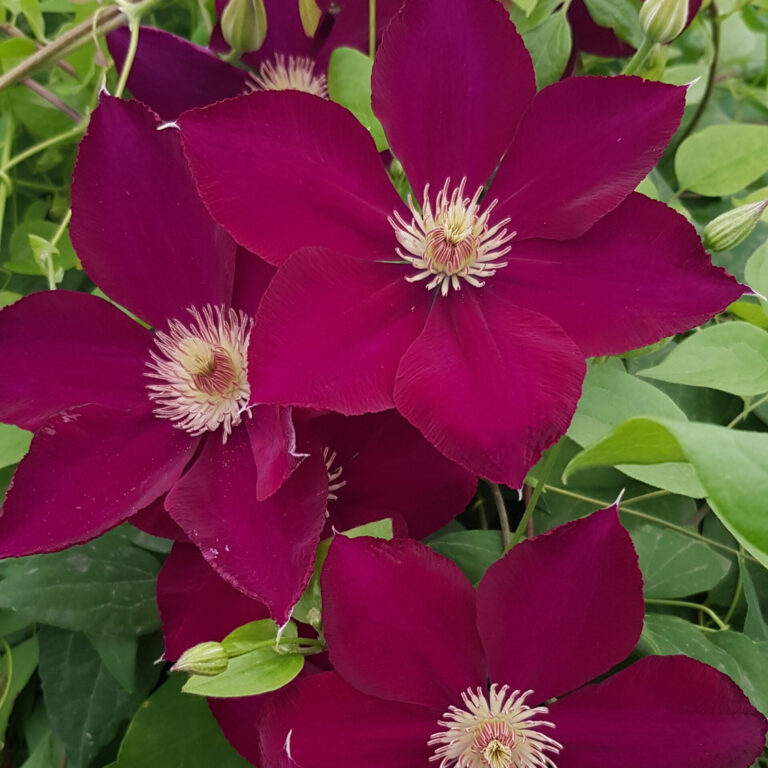 Clematis x - Mazowsze - Guildford Garden Centre