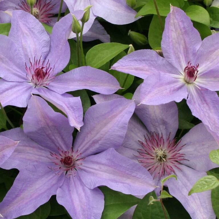 Clematis x - Minister - Guildford Garden Centre