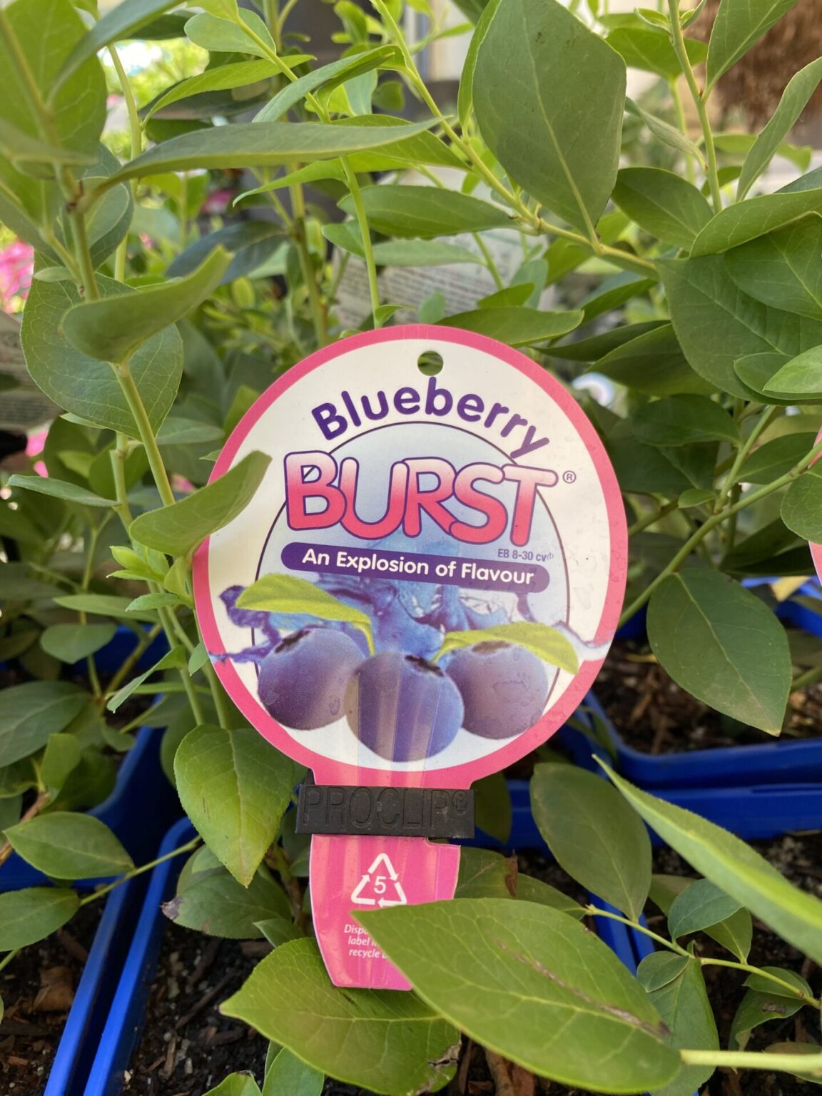 Blueberry - Burst® - Guildford Garden Centre