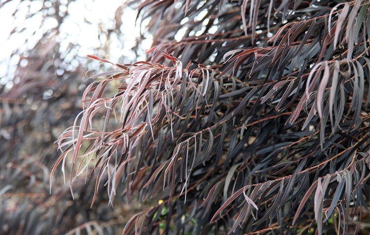 Agonis - Peppermint Tree - After Dark - Guildford Garden Centre