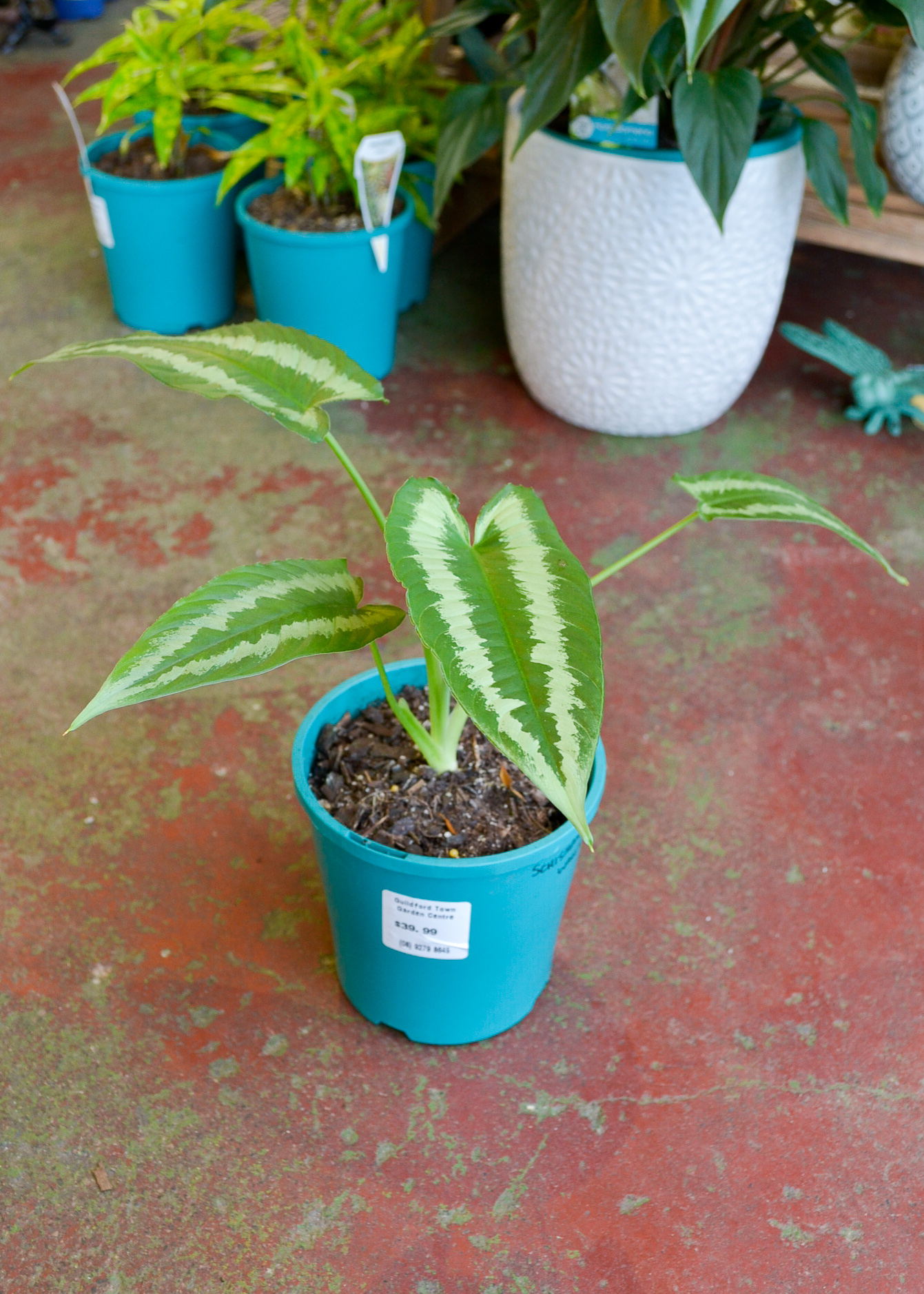 Schismatoglottis wallichii - Guildford Garden Centre