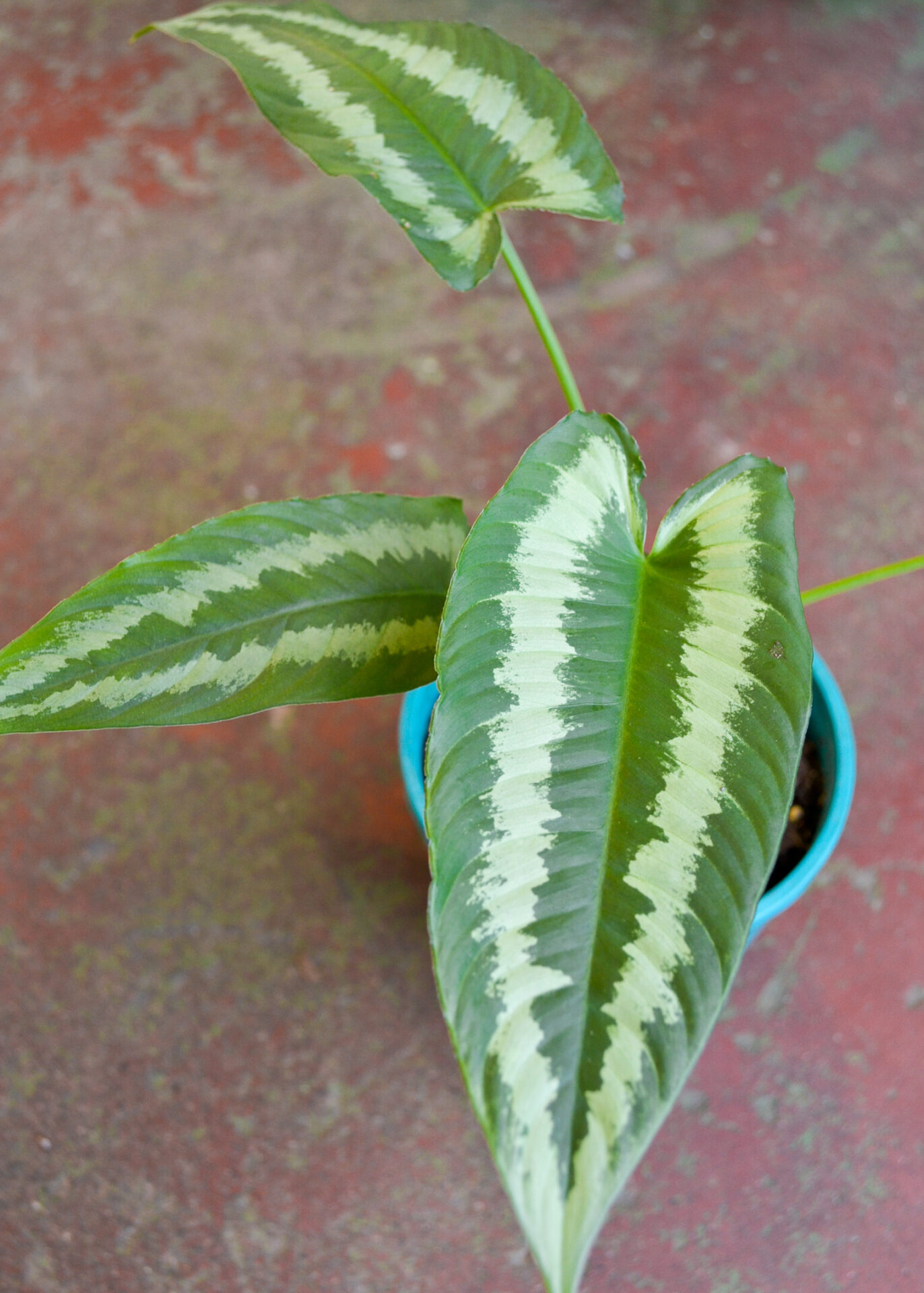 Schismatoglottis wallichii - Guildford Garden Centre