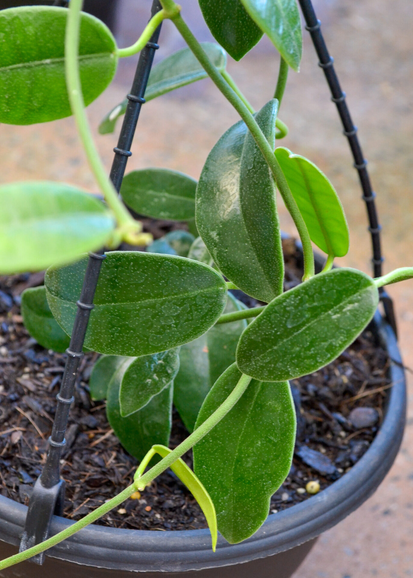 Hoya - Coronaria Red - Guildford Garden Centre