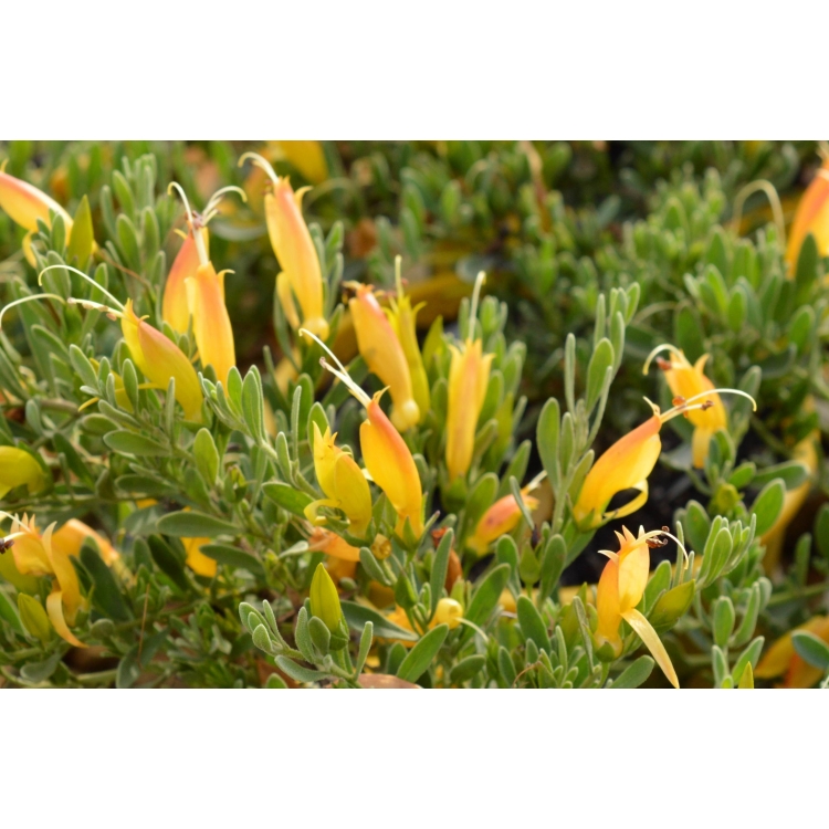 Eremophila glabra - Balalla Gold - Guildford Garden Centre