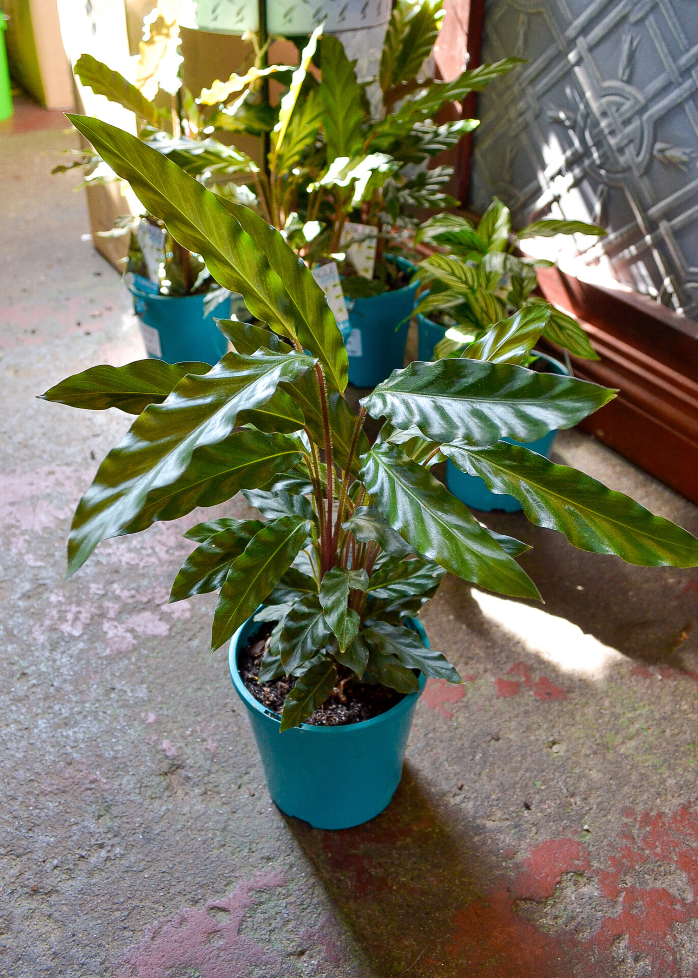 Calathea - Rufibarba - Guildford Garden Centre