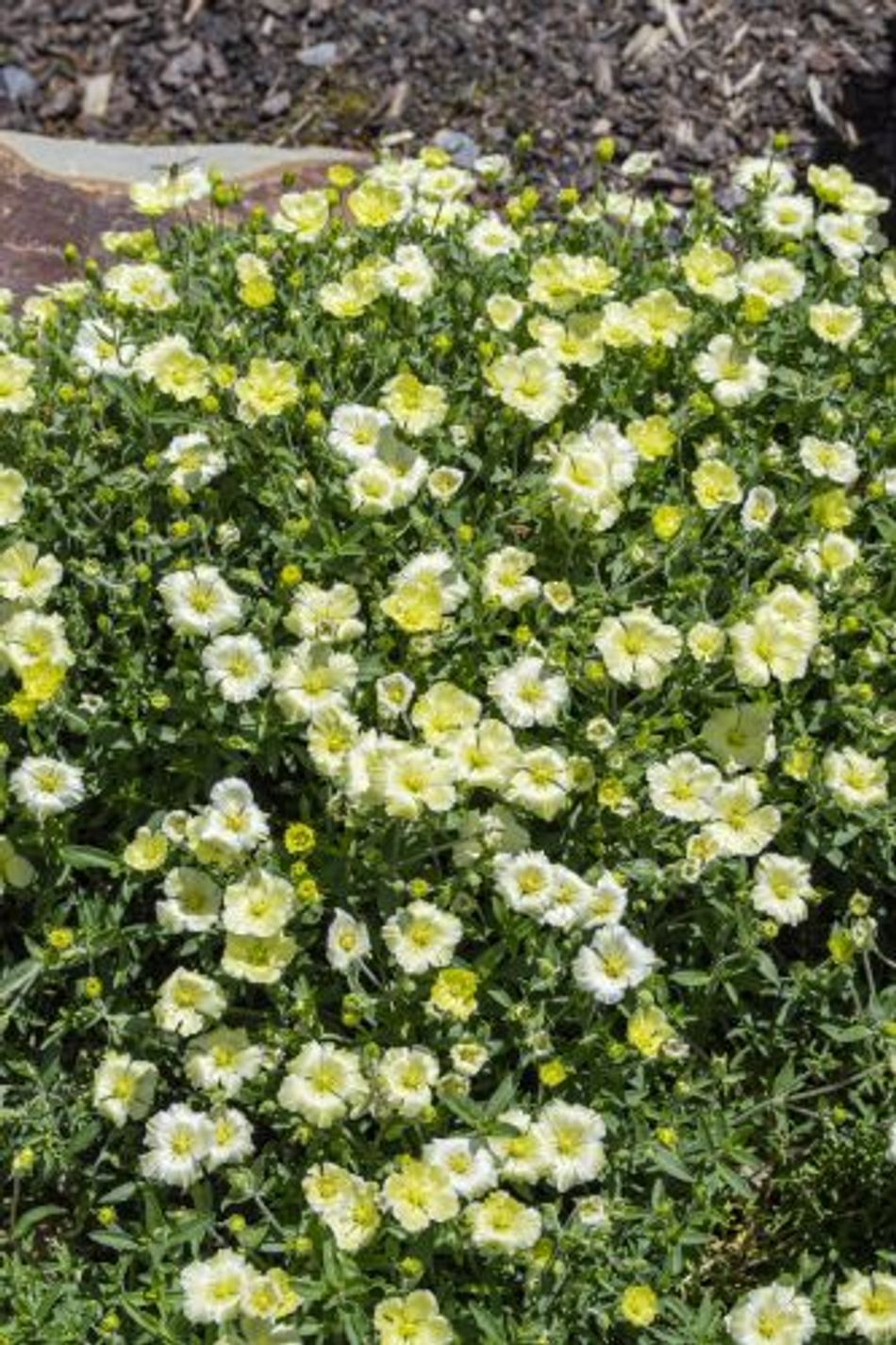 Arenaria montana - Lemon Ice - Guildford Garden Centre
