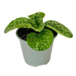 Streptocarpus - Pretty Turtle - Guildford Garden Centre