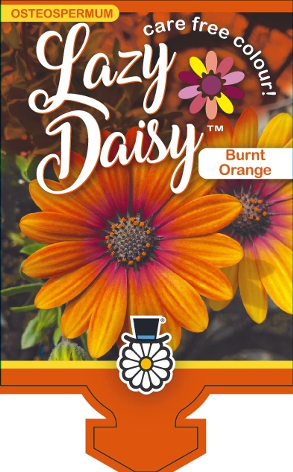 Osteospermum - Lazy Daisy Burnt Orange - Guildford Garden Centre
