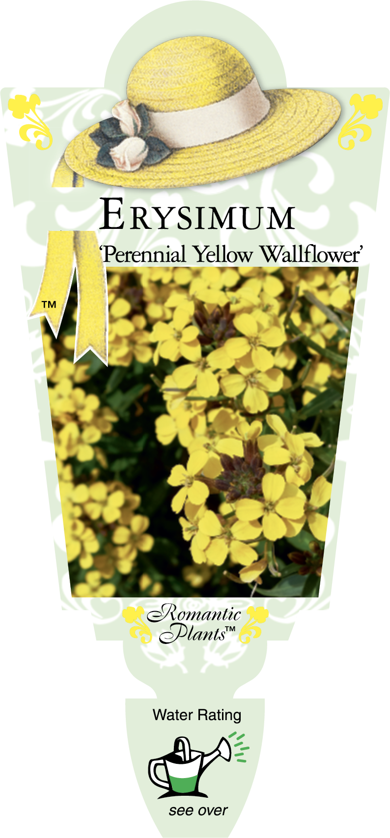 Wallflower - Yellow - Romantic Plants - Guildford Garden Centre