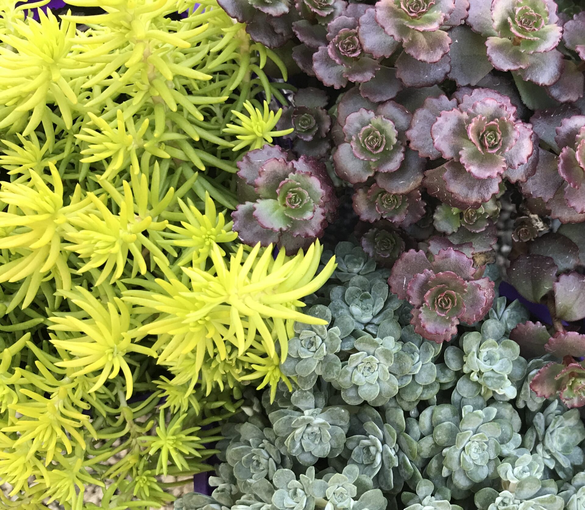 Succulent - Assorted - Guildford Garden Centre