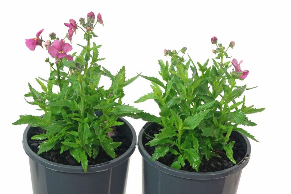 Nemesia - Nesia Spring Blush - Guildford Garden Centre