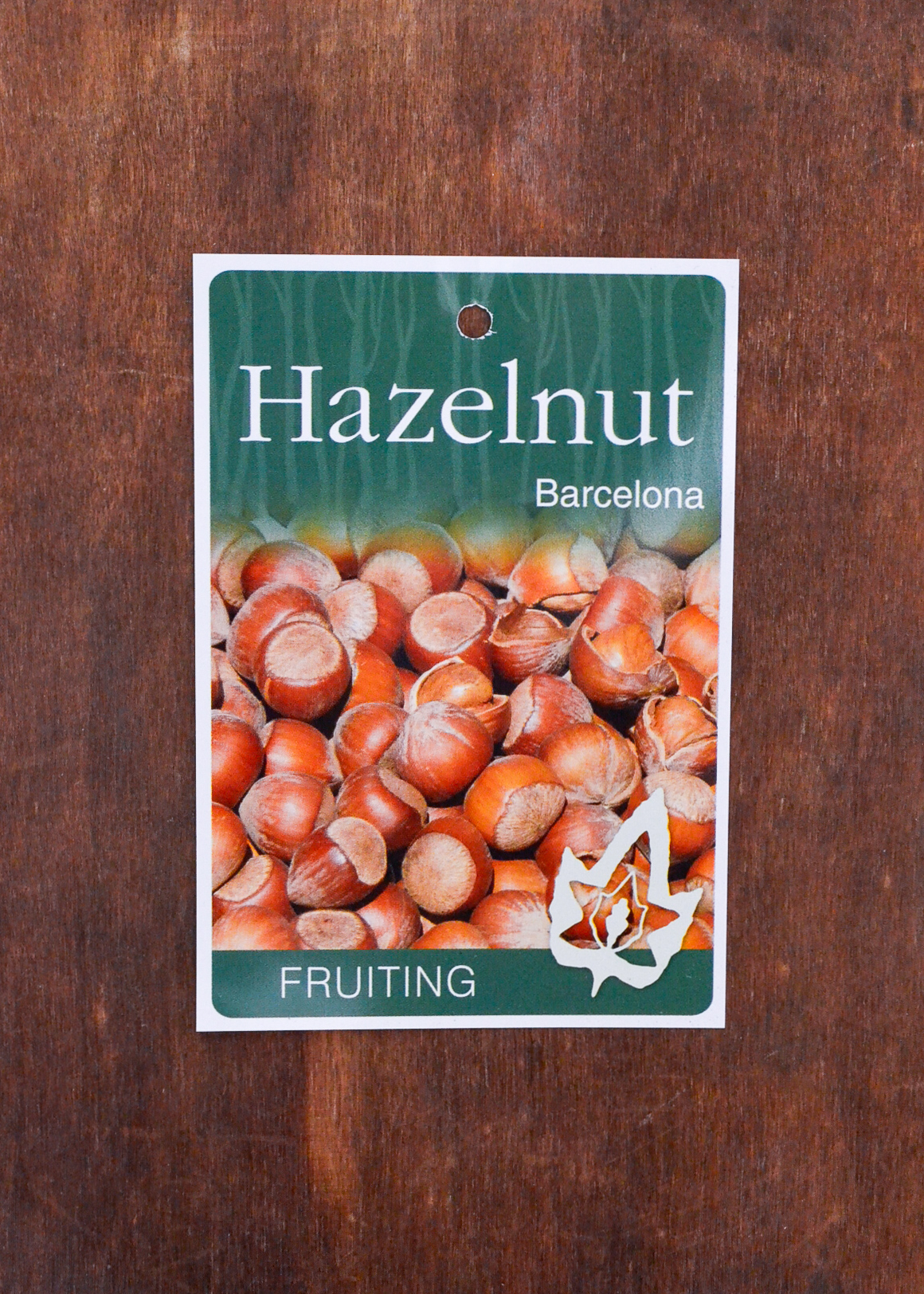 Hazelnut - Barcelona - Guildford Garden Centre