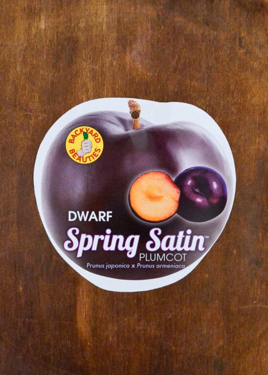 Plumcot - Spring Satin™ Dwarf - Guildford Garden Centre