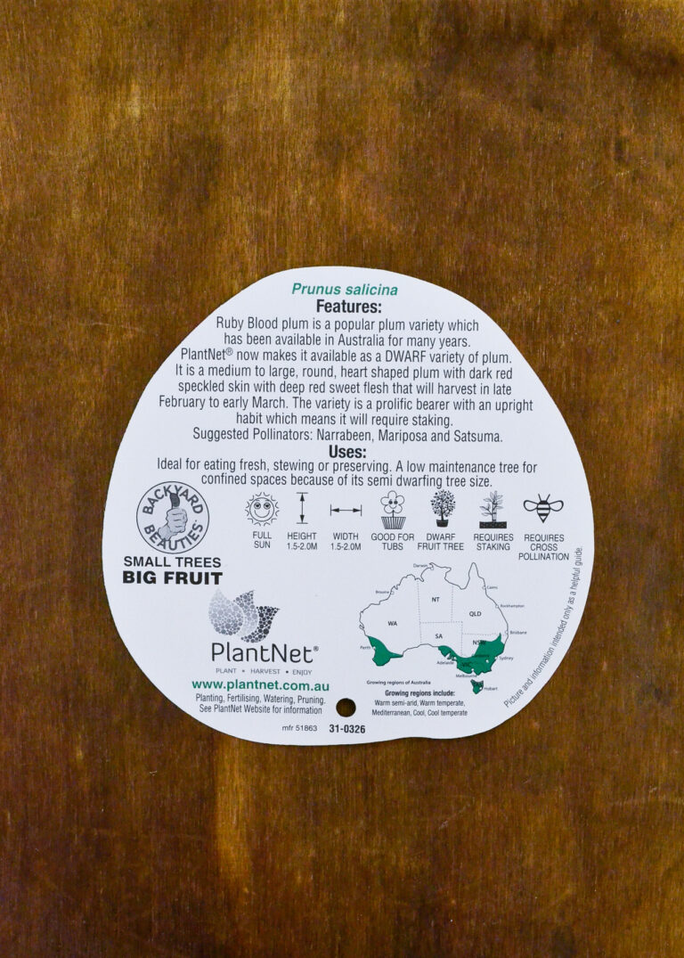 Plum - Ruby Blood Dwarf - Guildford Garden Centre